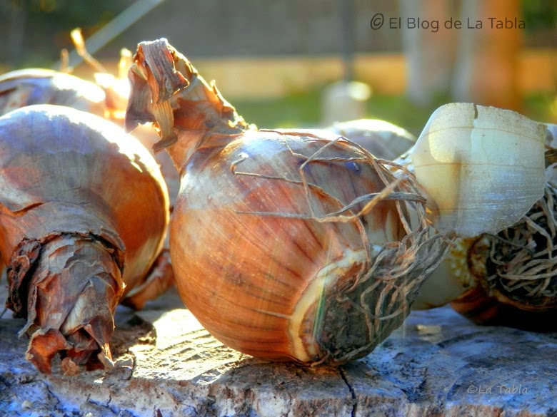 Plantando y guardando bulbos - EL BLOG DE LA TABLA